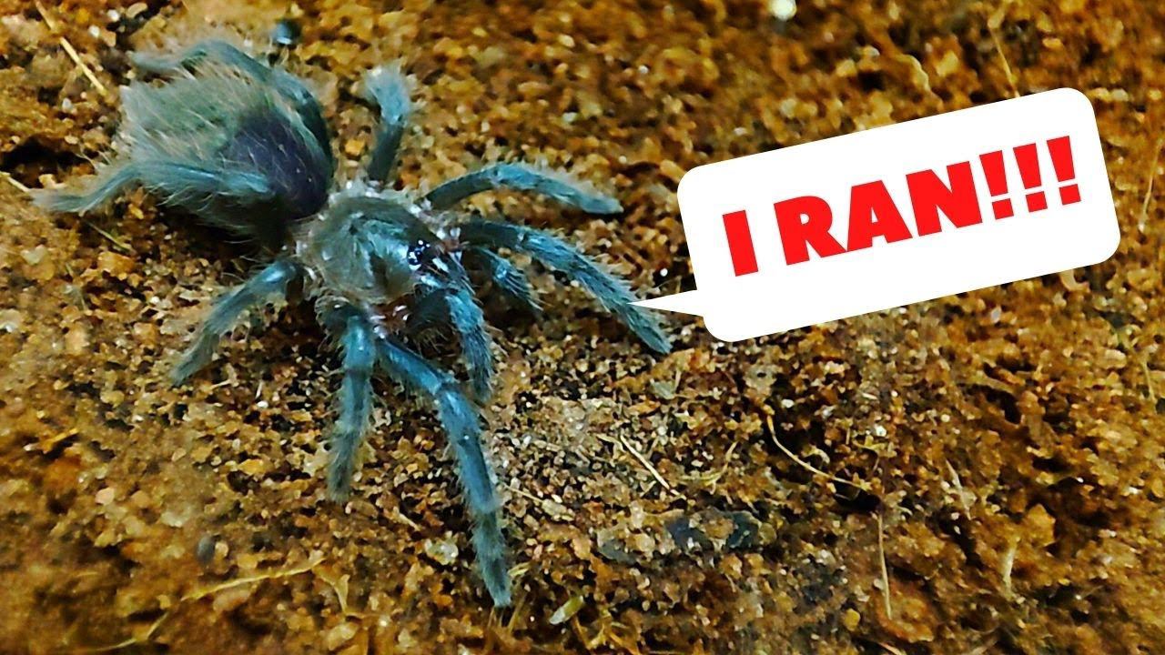 Неудачное кормление Паука