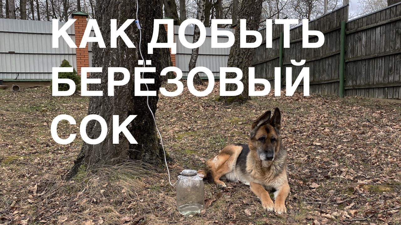 Как добыть березовый сок. KAOS.