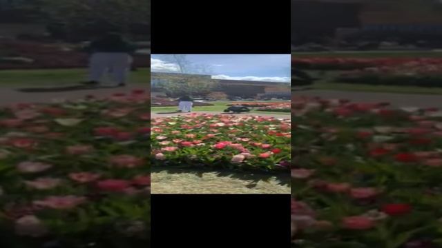Весенние цветы. ТЮЛЬПАНЫ.