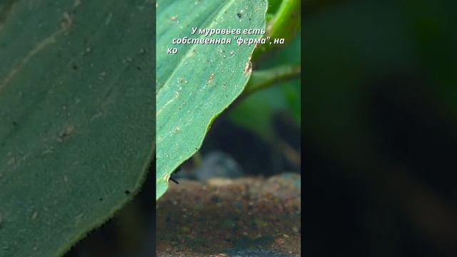 🐜🐜🐜