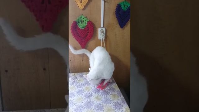 Ах ты, колючая штука, я с тобой справлюсь. Залипай на котика.