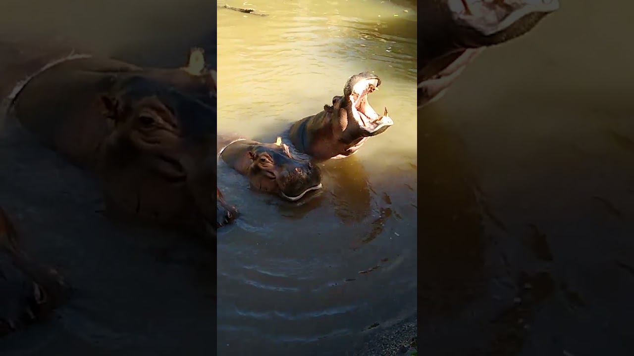 Oasis Park Fuerteventura Hippopotamus #shorts