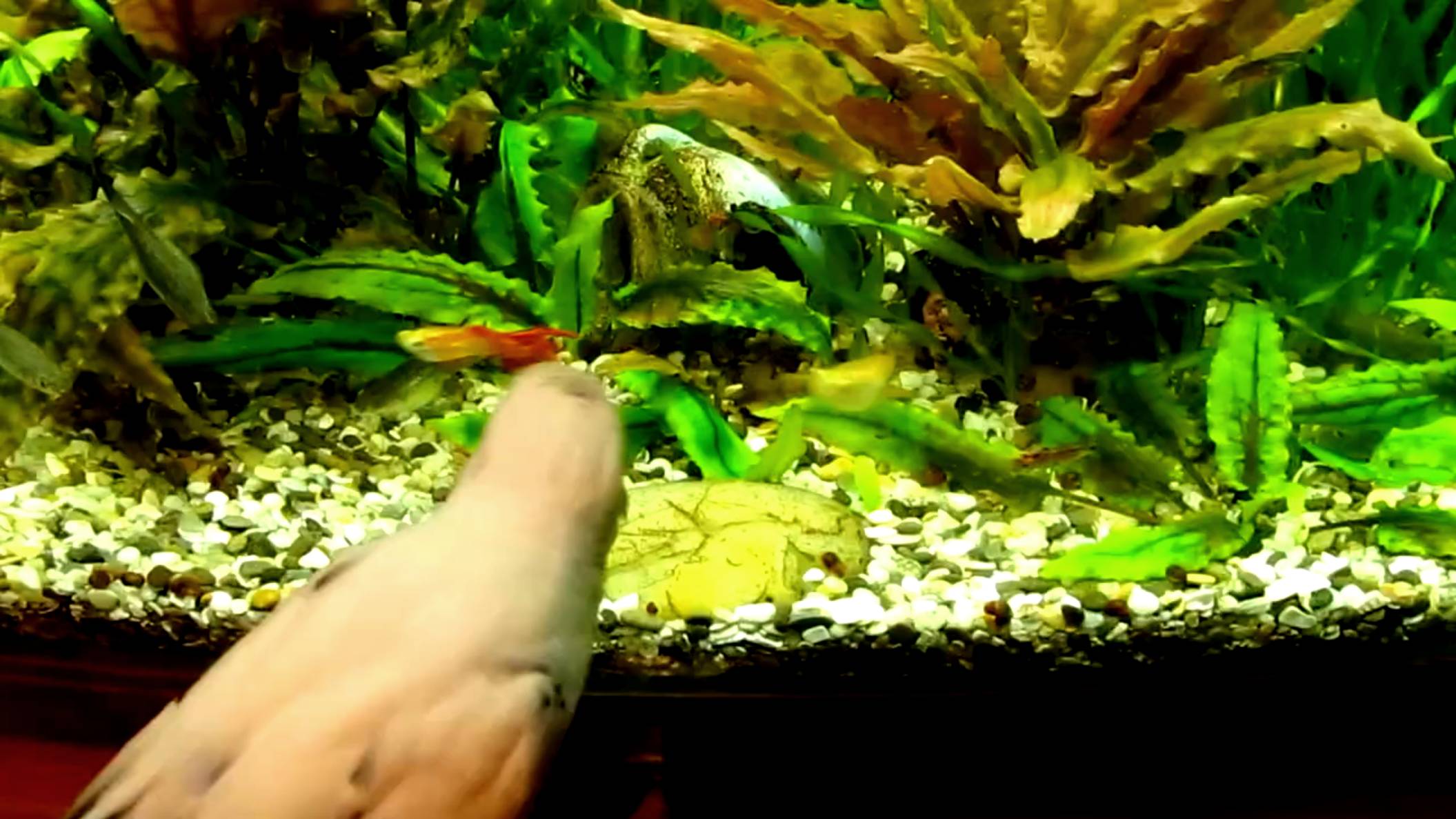 Когда волнистый попугай Морозко играет с рыбками