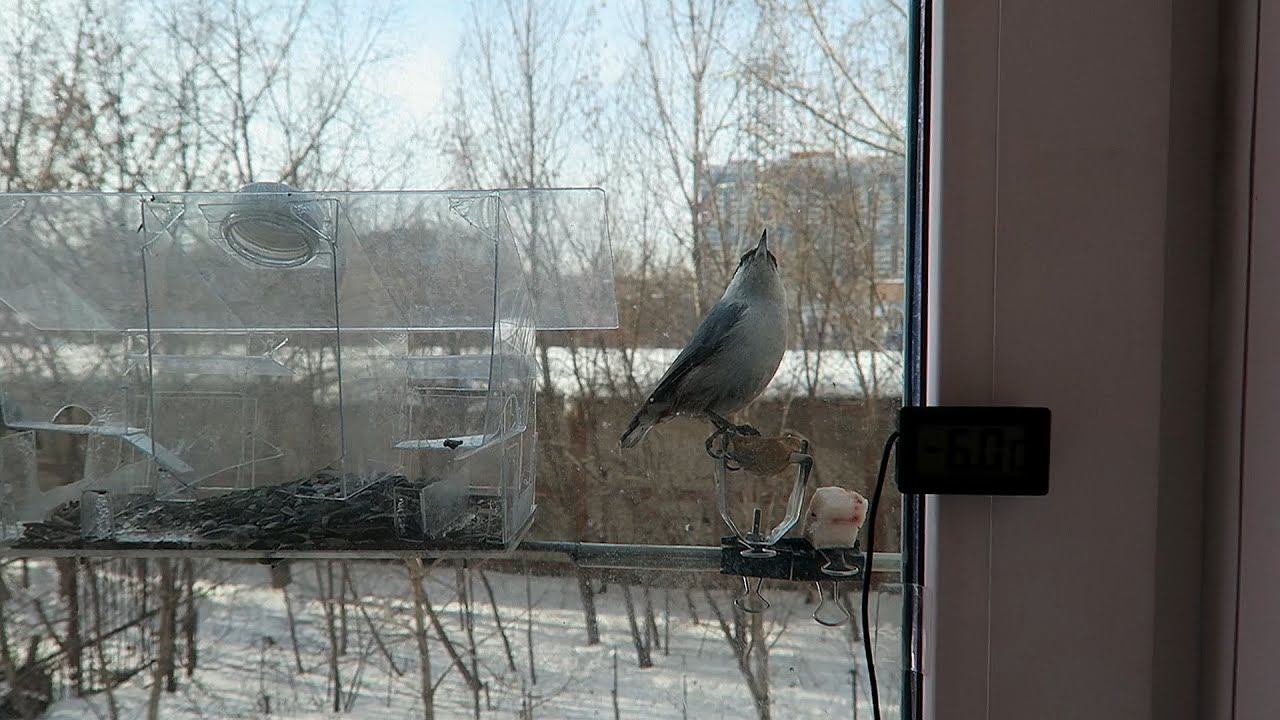 Поползень