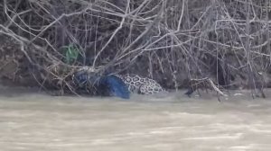 Поединок ягуара и каймана запечатлен на видео