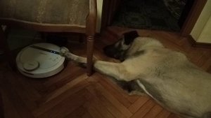 Любимая игрушка
