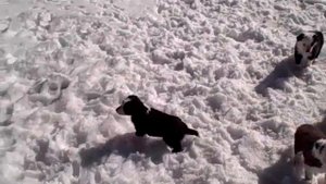 Flare x Excel pups in the snow 3-6-10