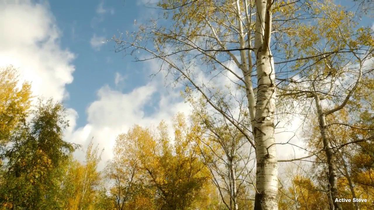 Романс "Осенний концерт", Алексей Морозов-Солнцев.