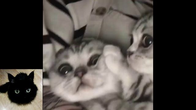 влюблённые котики ❤