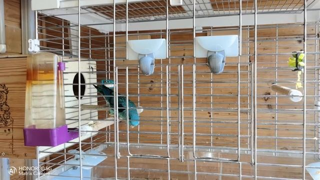 Затянувшееся детство (Bolborhynchus lineola)