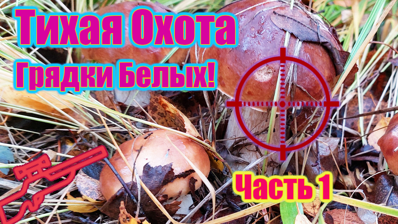 ГРИБНОЕ СУМАШЕСТВИЕ | ГРИБОВ ВИДИМО-НЕВИДИМО