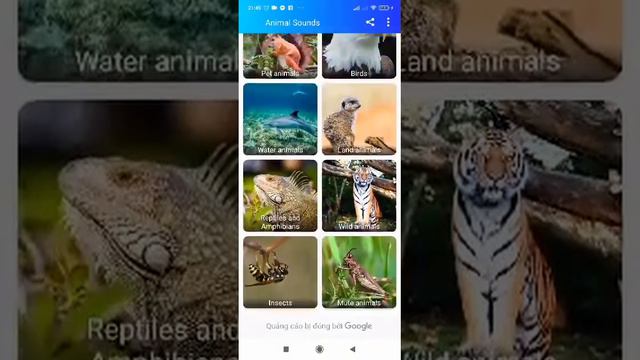 Animal Sounds