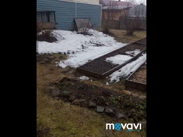 Через 10 дней появились всходы!#весна#редис#теплица