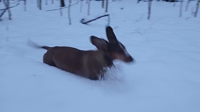 2022.11.21_08:27:17. Измайловский парк. Манька гуляет.