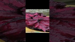 комнатные цветы. Бегония