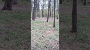 прогулка