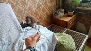 и в роли пингвина из бетмана: Ольхон