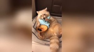 Милый енот ест вишню