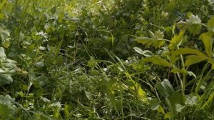 Deadly Nightshade Has The Deadliest Berries On Earth