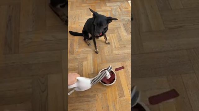 Как научить собаку быть более аккуратным , один из способов.😂 Лайфхак. 
Цель набрать 100 подписок