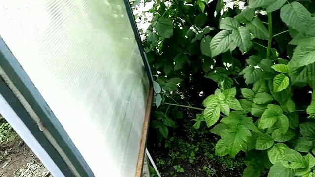 Сушим сено,для курочек на зиму и занимаемся домашними делами.