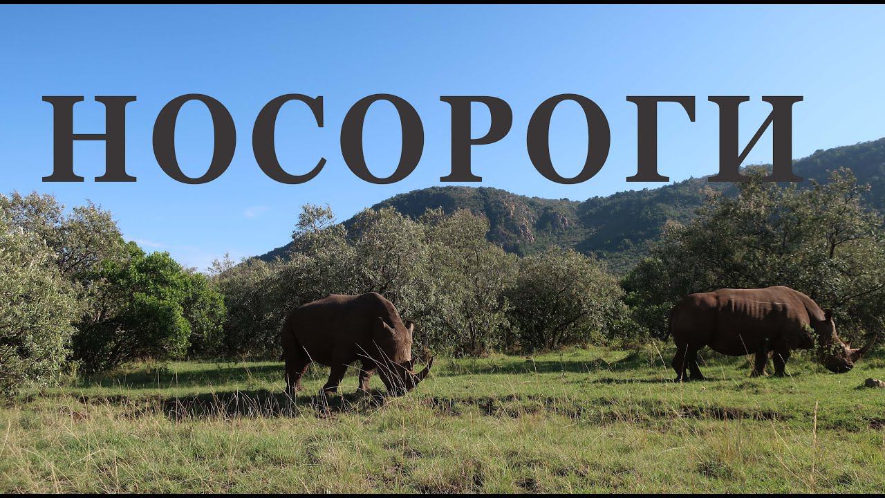 Черные носороги