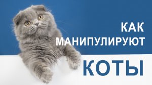 Как коты манипулируют людьми?