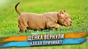 Щенка неожиданно вернули назад в питомник! 😲