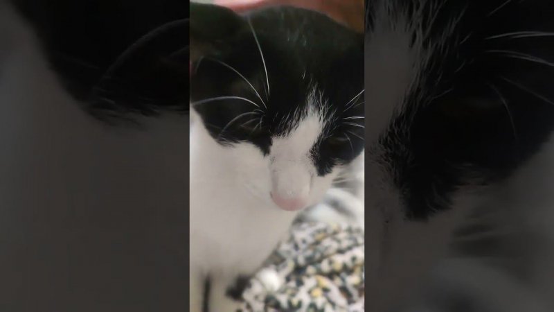 #Кот Боба урчит. Мой #котик #котики