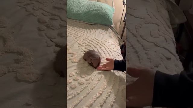 Заглушка 18+