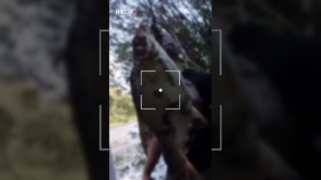 ПОЙМАЛИ ЛЕЩА НА ДОНКУ / РЫБАЛКА /ПРИРОДА
