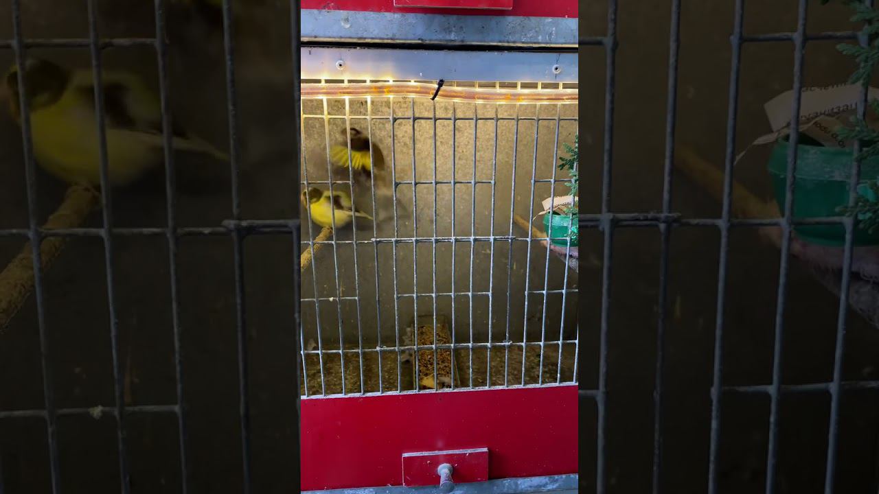 Канарейки разведение 2023г.