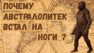 Почему австралопитек встал на ноги?