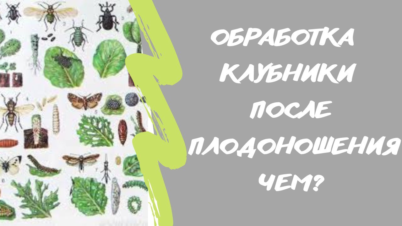 Обработка клубники? от вредителей?и болезней.