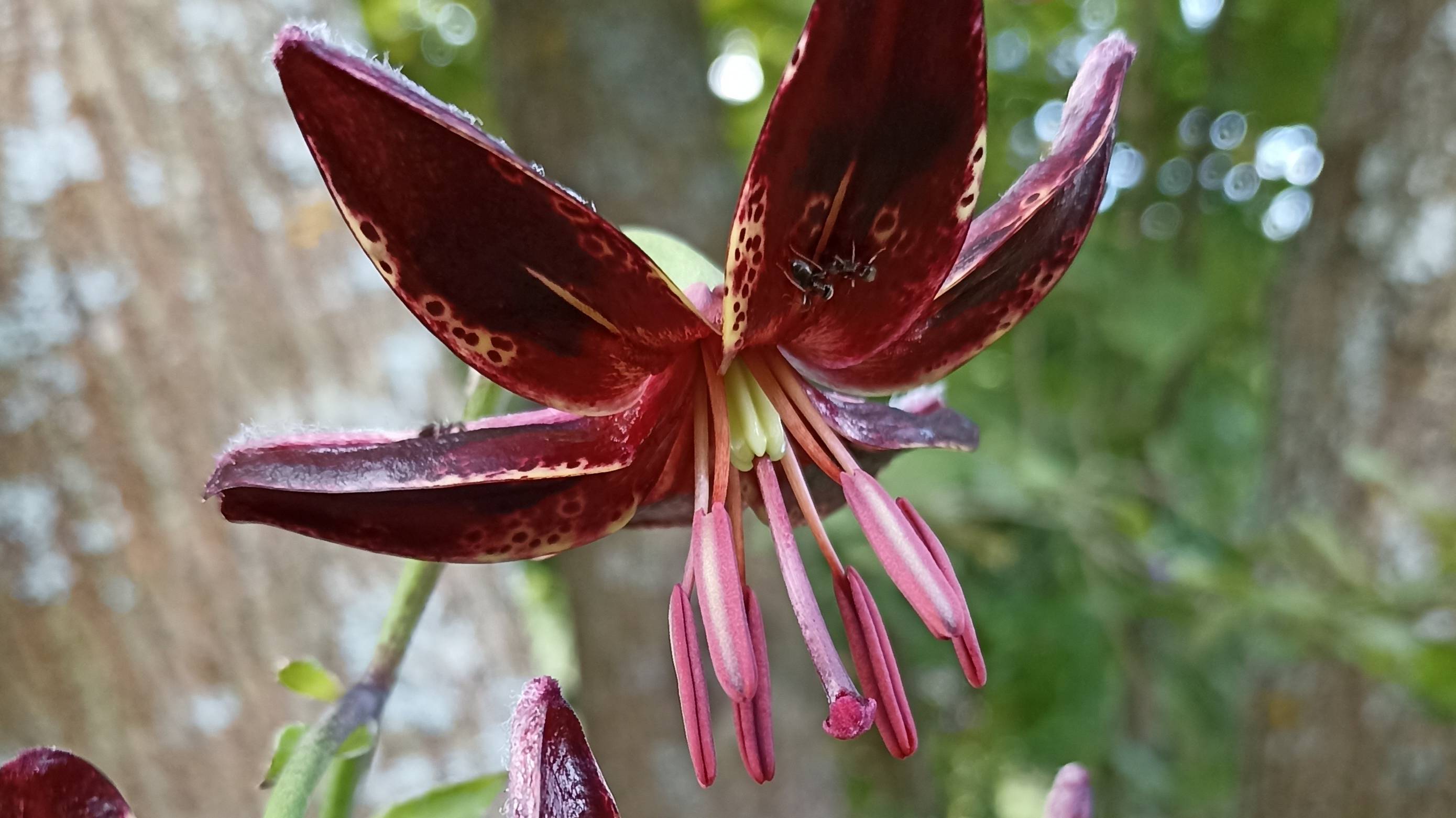 29.06.24  Лилии кудреватые, часть 2