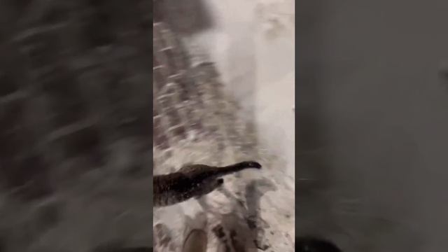 ТОП-10 смешных видео недели