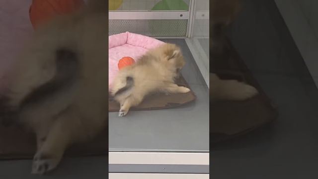 Немецкий шпиц
