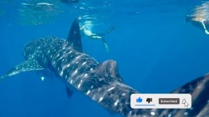 Учим Животных на английском Корова Динозавр Лошадь Дельфин Развивающие Мультики для Детей