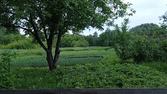 Мой огород) Дождь и солнце. Архив от 12.06.2021г.