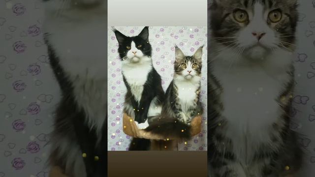 Мейн-куны❤️Братик и сестричка #мейнкункрым#мейнкун#котяоа#mainecoon#котики#мейнкунроссия#куны#kitte