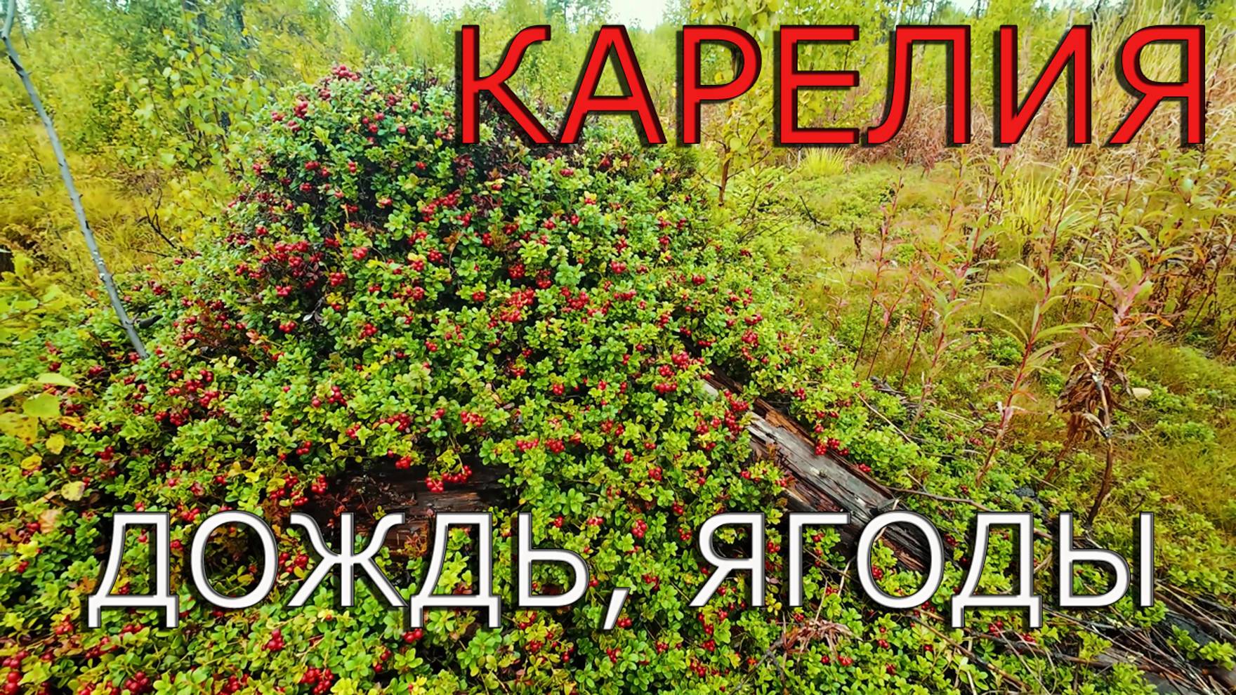 Карелия. Дождь. Ягоды