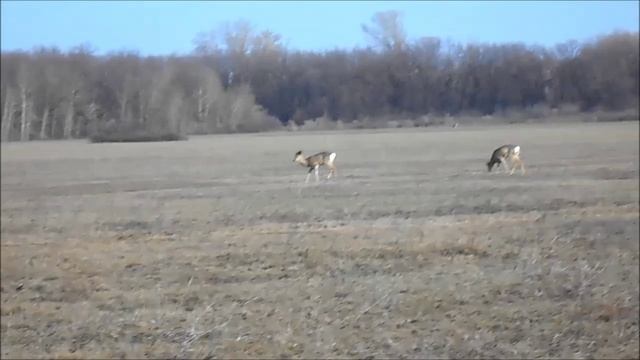 второй день косули нас не замечают