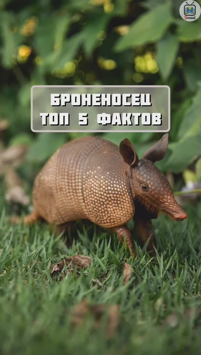 Броненосец топ 5 фактов