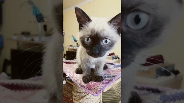 С днем кошек! Чебурашка дружочек, что ты сел в уголочек, сядь поближе мы песню споем.