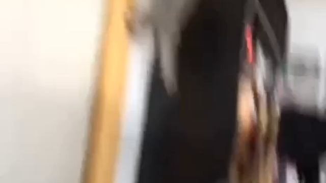 У этого шерстяного жизнь веселее, чем у меня