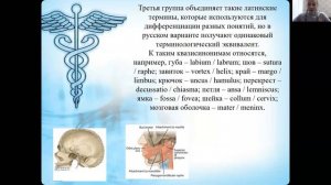 СИНОНИМЫ В АНАТОМИЧЕСКОЙ ТЕРМИНОЛОГИИ