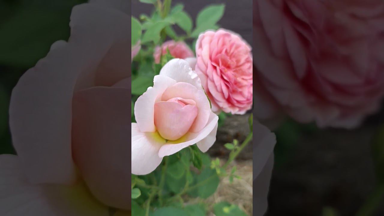 Красотка Джубили Селебрейшн радует первым цветением!