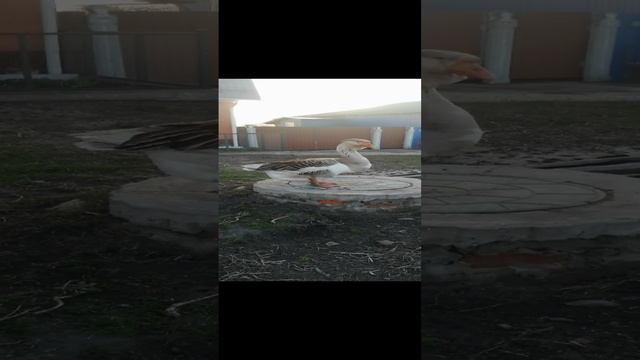 Памятник. Кто ж его посадит.