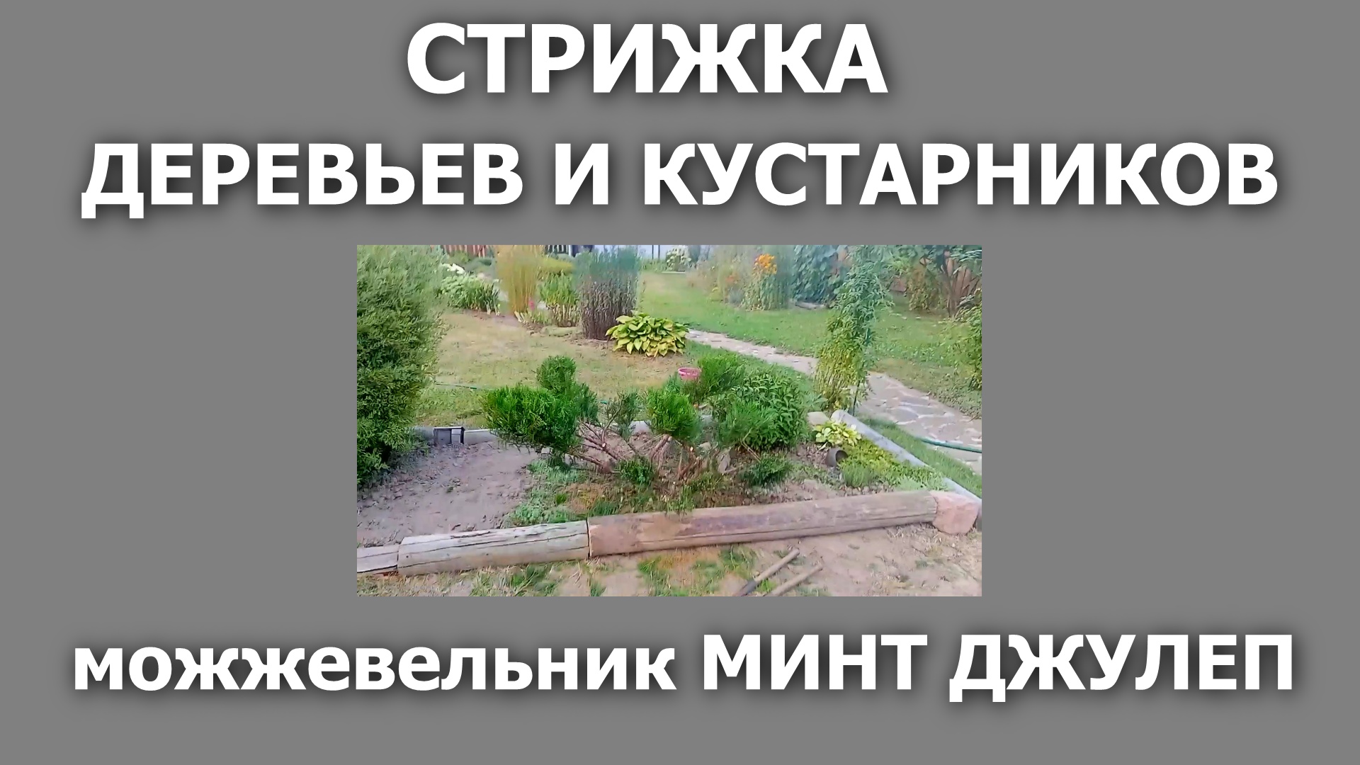 Стрижка можжевельника Минт Джулеп из цикла "Стрижка деревьев и кустарников"