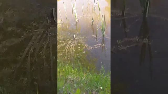 кидаем с другом камни в пруд.mp4